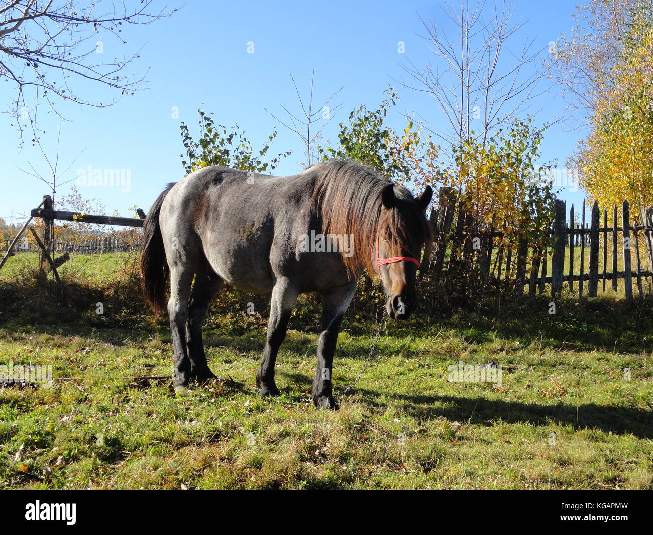 Shiny horse hi-res stock photography and images - Alamy