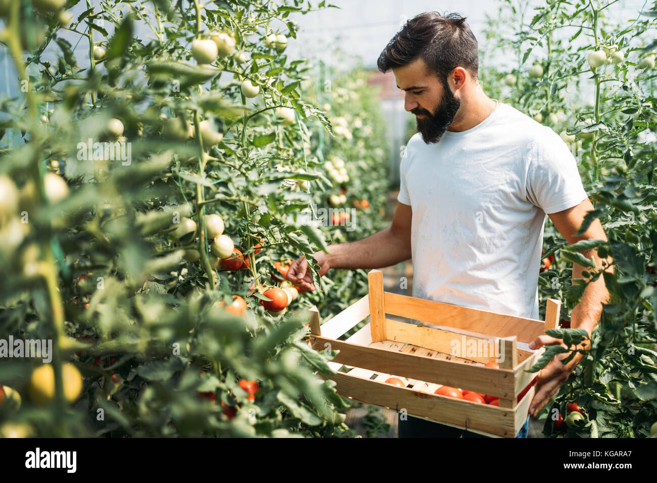 Male farmer picking fresh tomatoes from his hothouse garden Stock Photo - Alamy