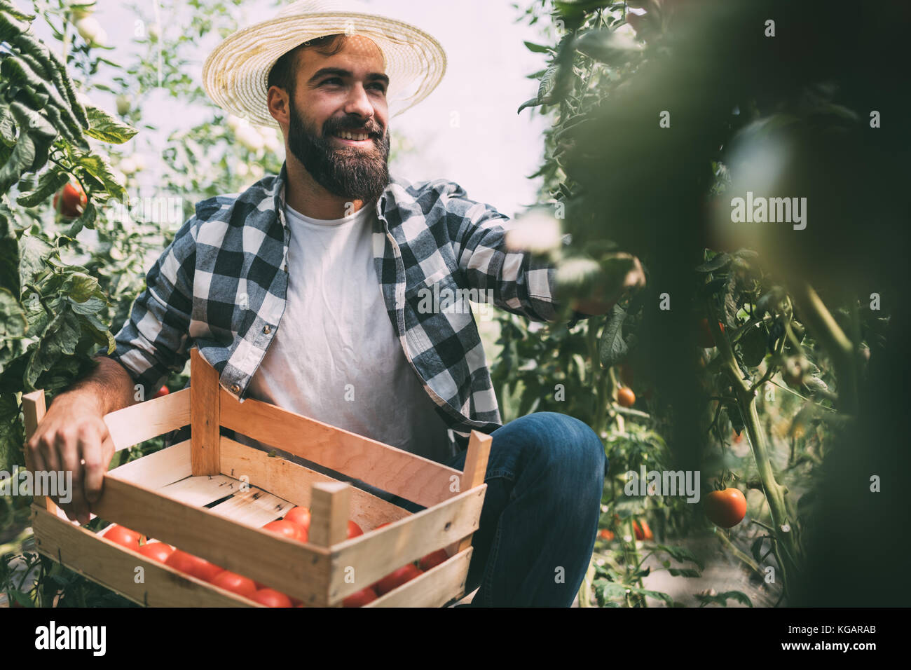 Male farmer picking fresh tomatoes from his hothouse garden Stock Photo - Alamy