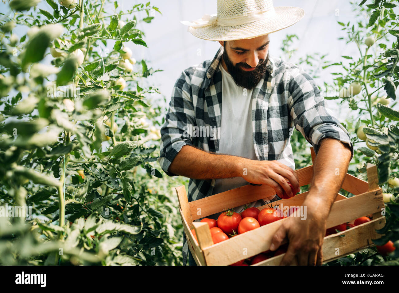 Male farmer picking fresh tomatoes from his hothouse garden Stock Photo - Alamy