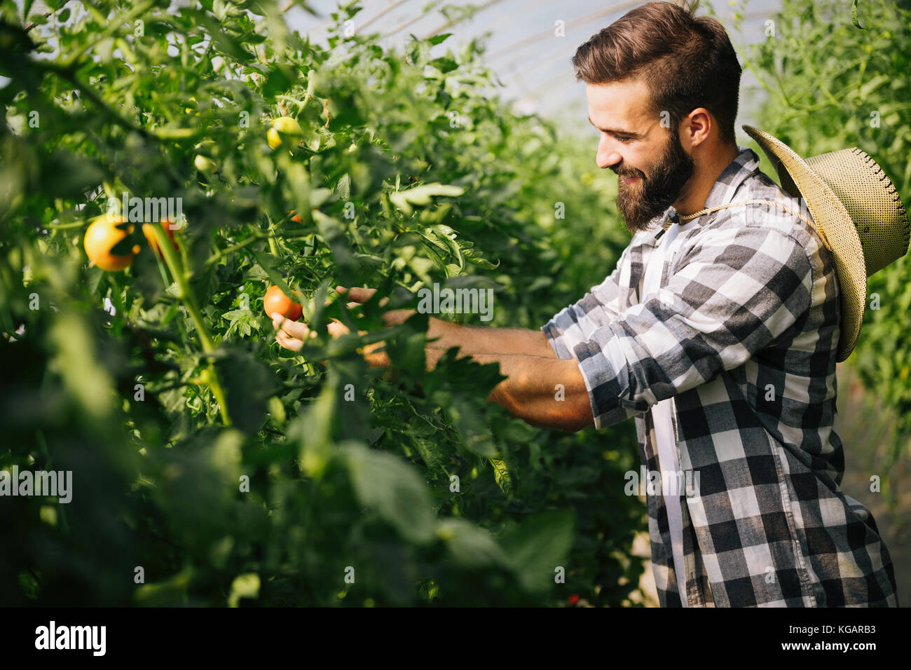 Male farmer picking fresh tomatoes from his hothouse garden Stock Photo - Alamy
