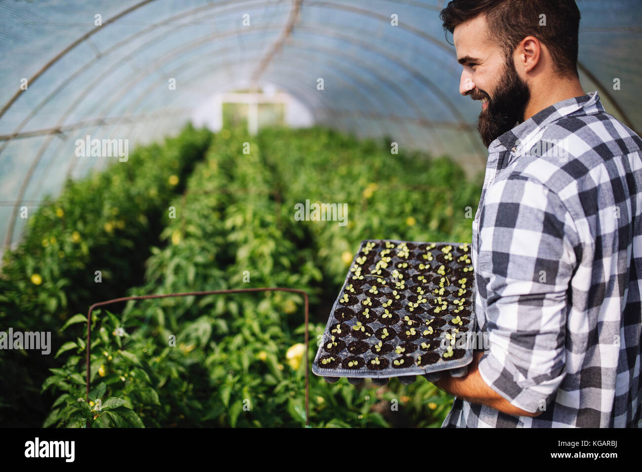 Young man doing plant work in hothouse Stock Photo - Alamy