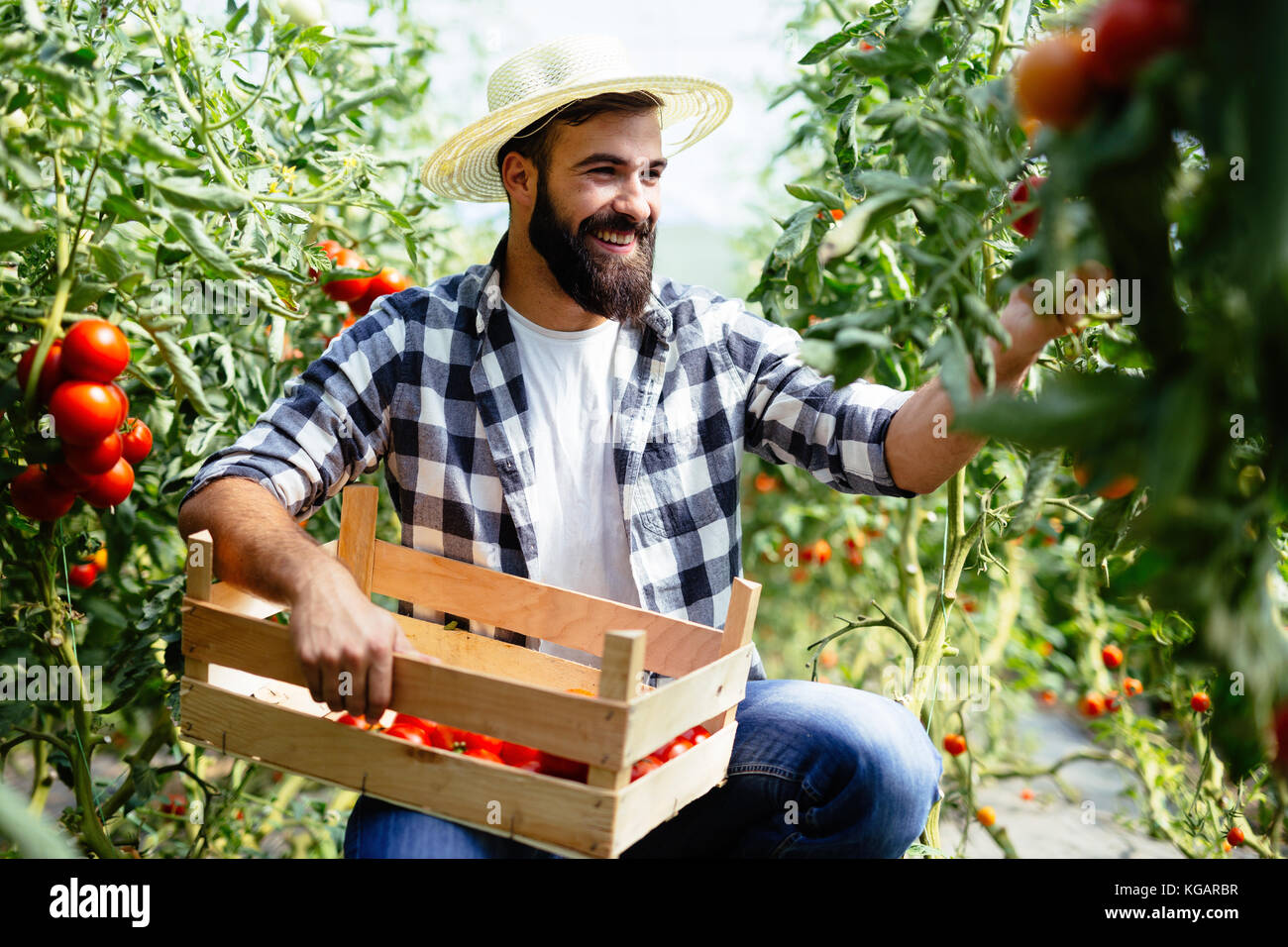 Male farmer picking fresh tomatoes from his hothouse garden Stock Photo - Alamy