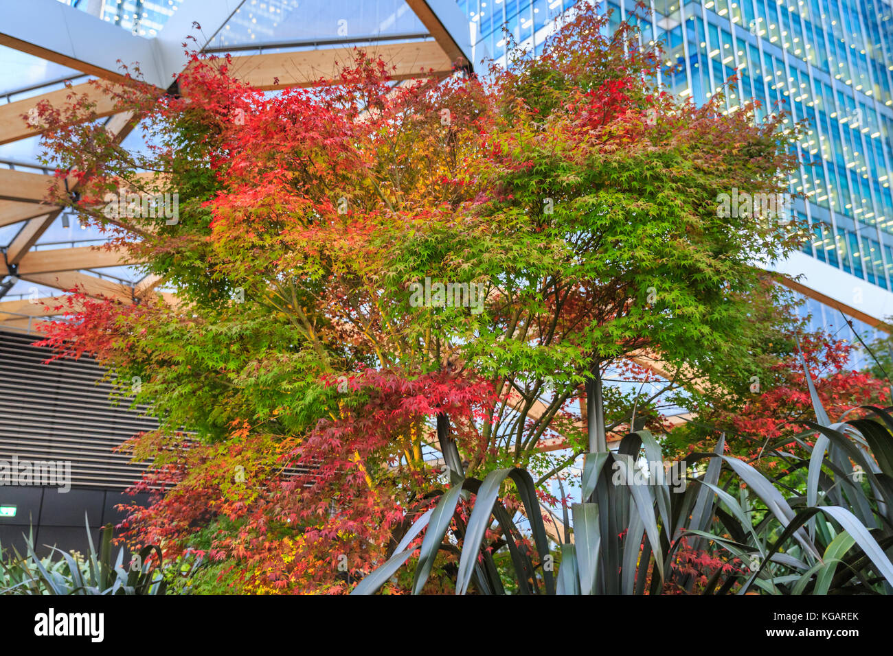 Colourful Japanese Maple Tree (Acer palmatum) with bright coloured ...