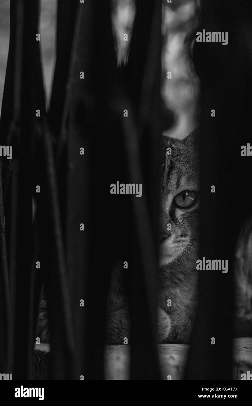 A hidden cat with hidden feelings Stock Photo - Alamy