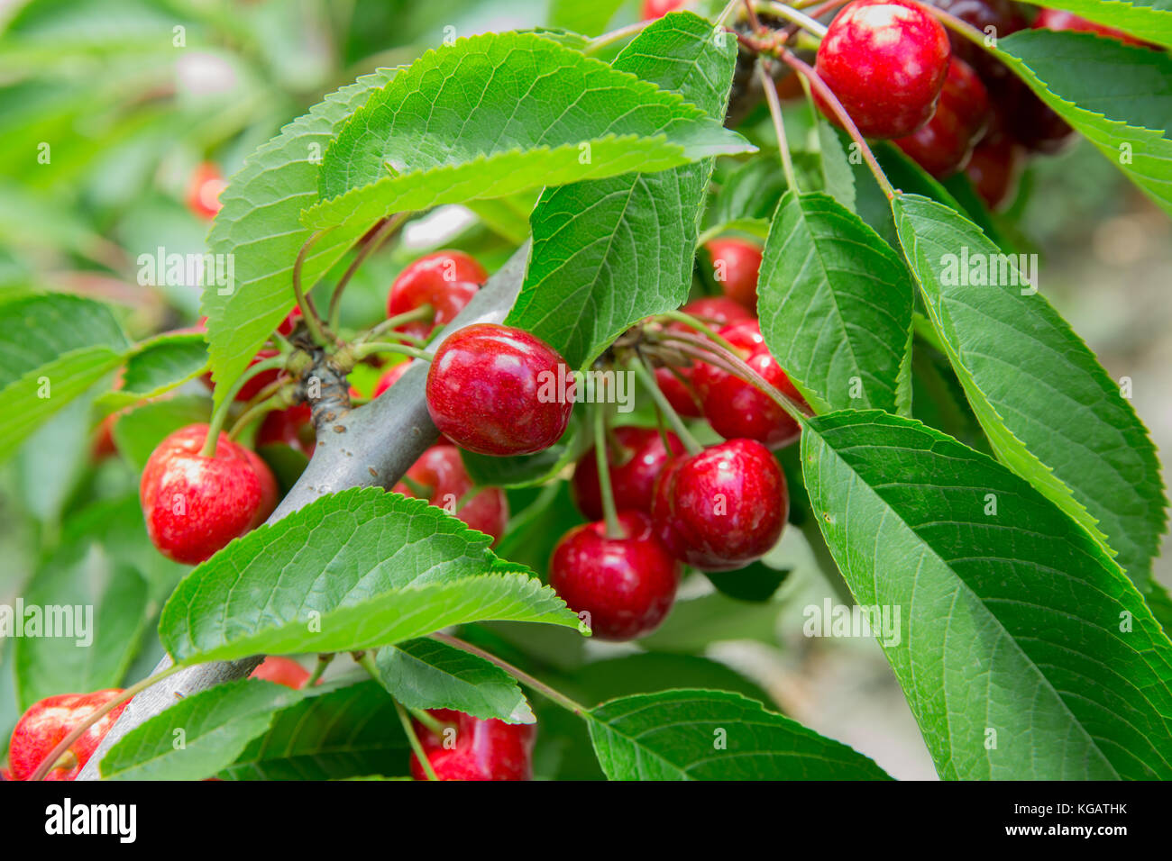 Cherry tree branch cherries hanging on the tree Stock Photo - Alamy