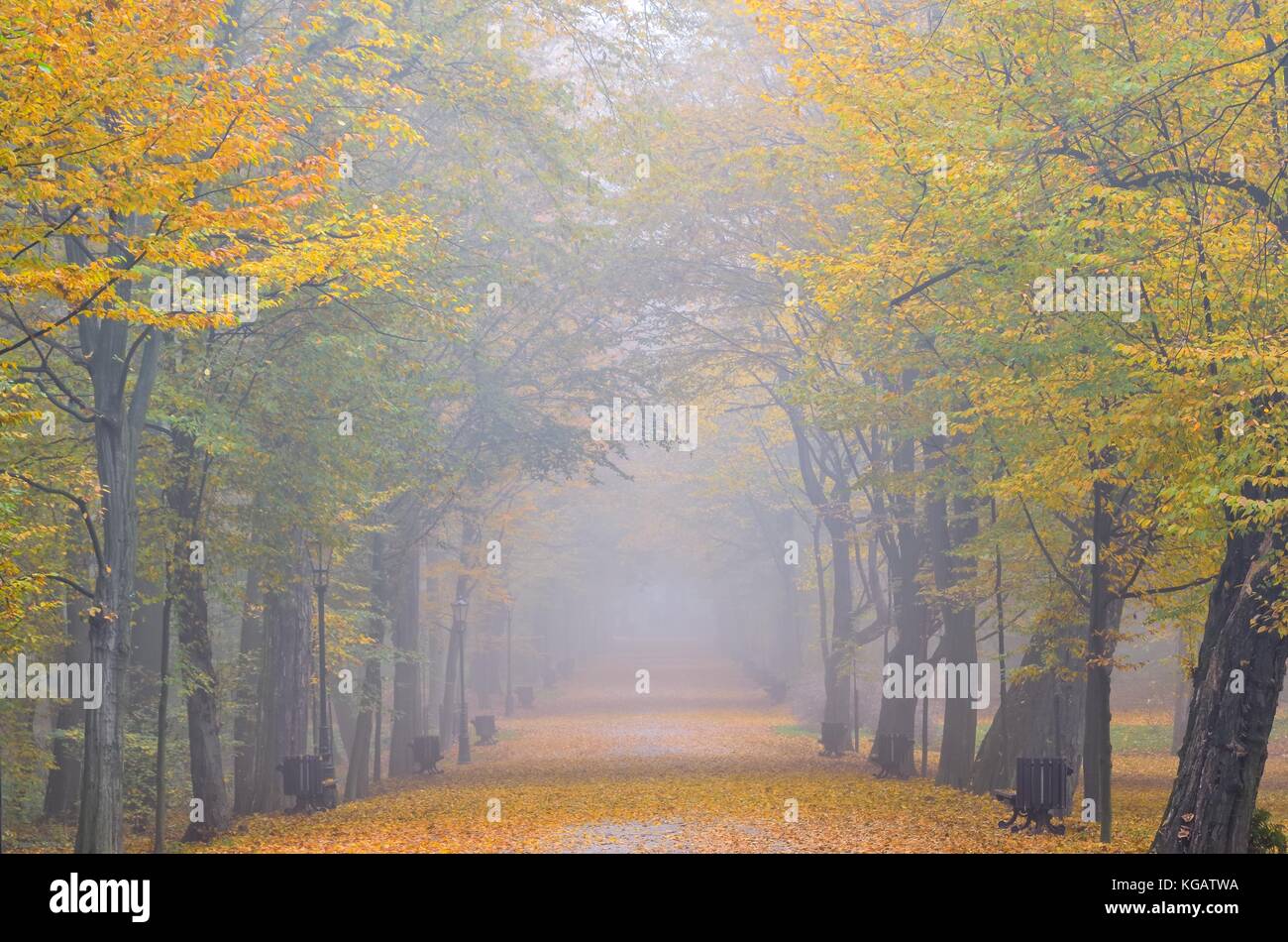 Beautiful autumn landscape. Walkway with autumn colored leaves in the ...
