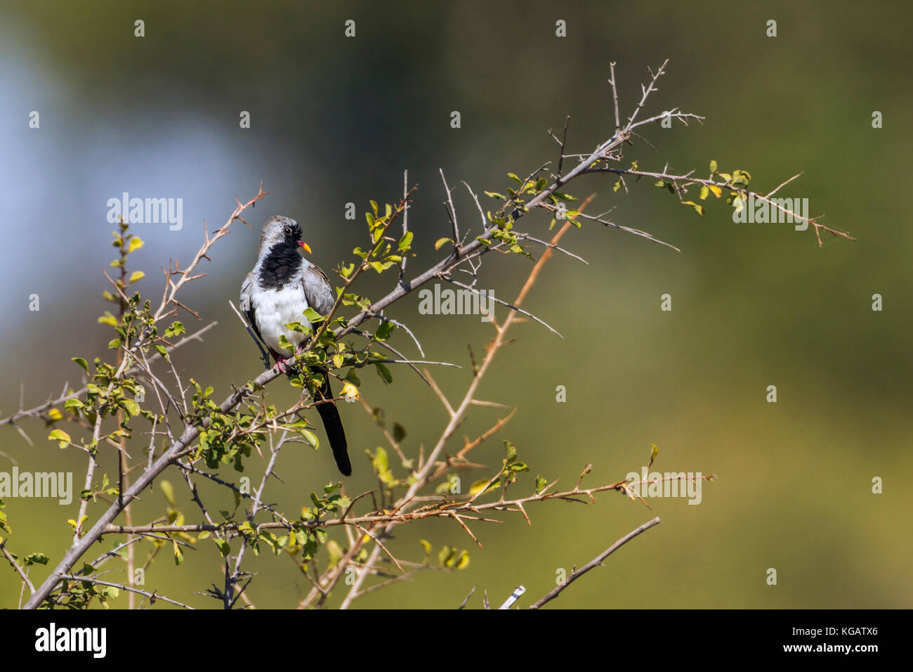 Masked dove oena capensis hi-res stock photography and images - Alamy