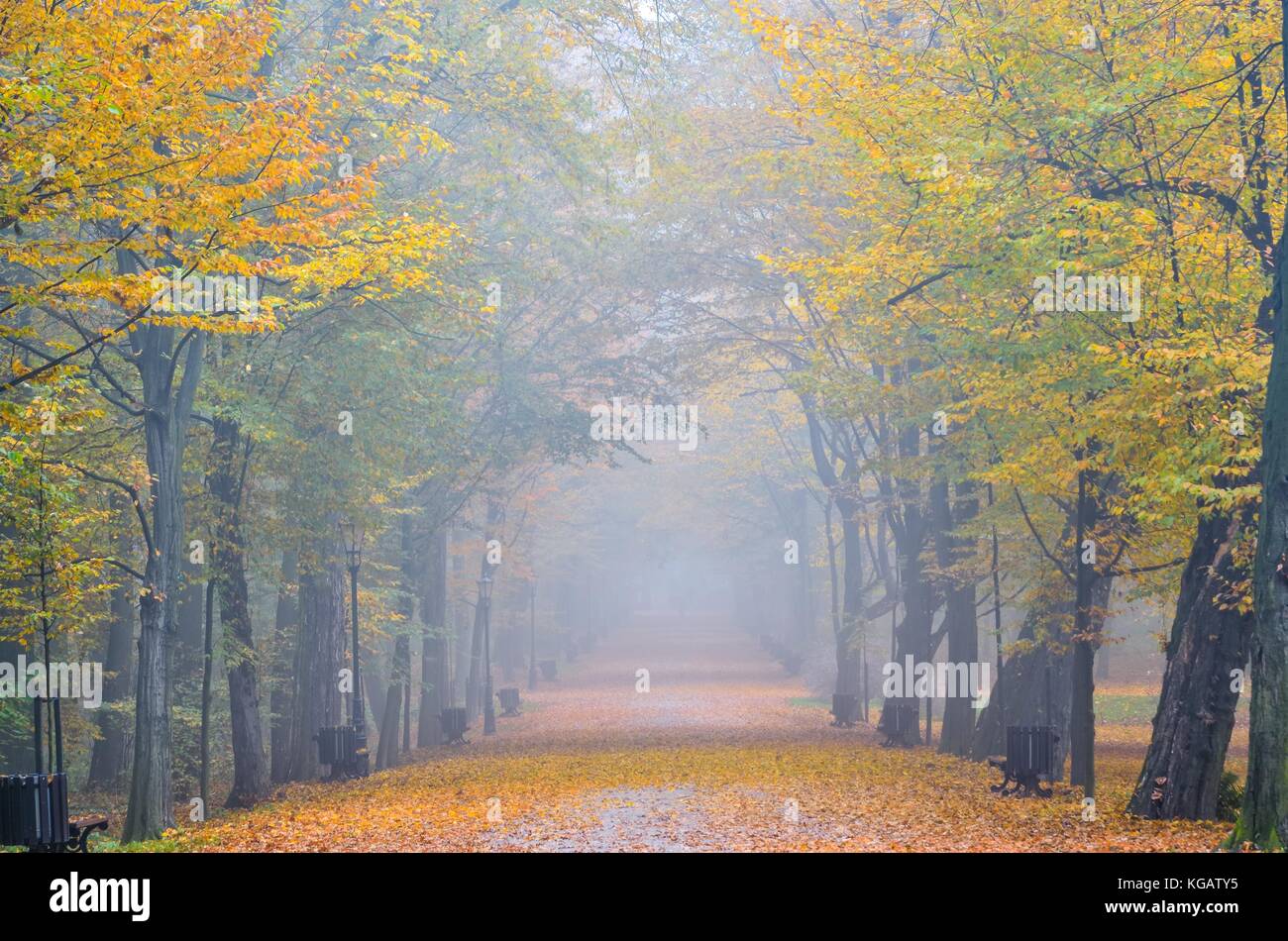 Beautiful autumn landscape. Walkway with autumn colored leaves in the ...