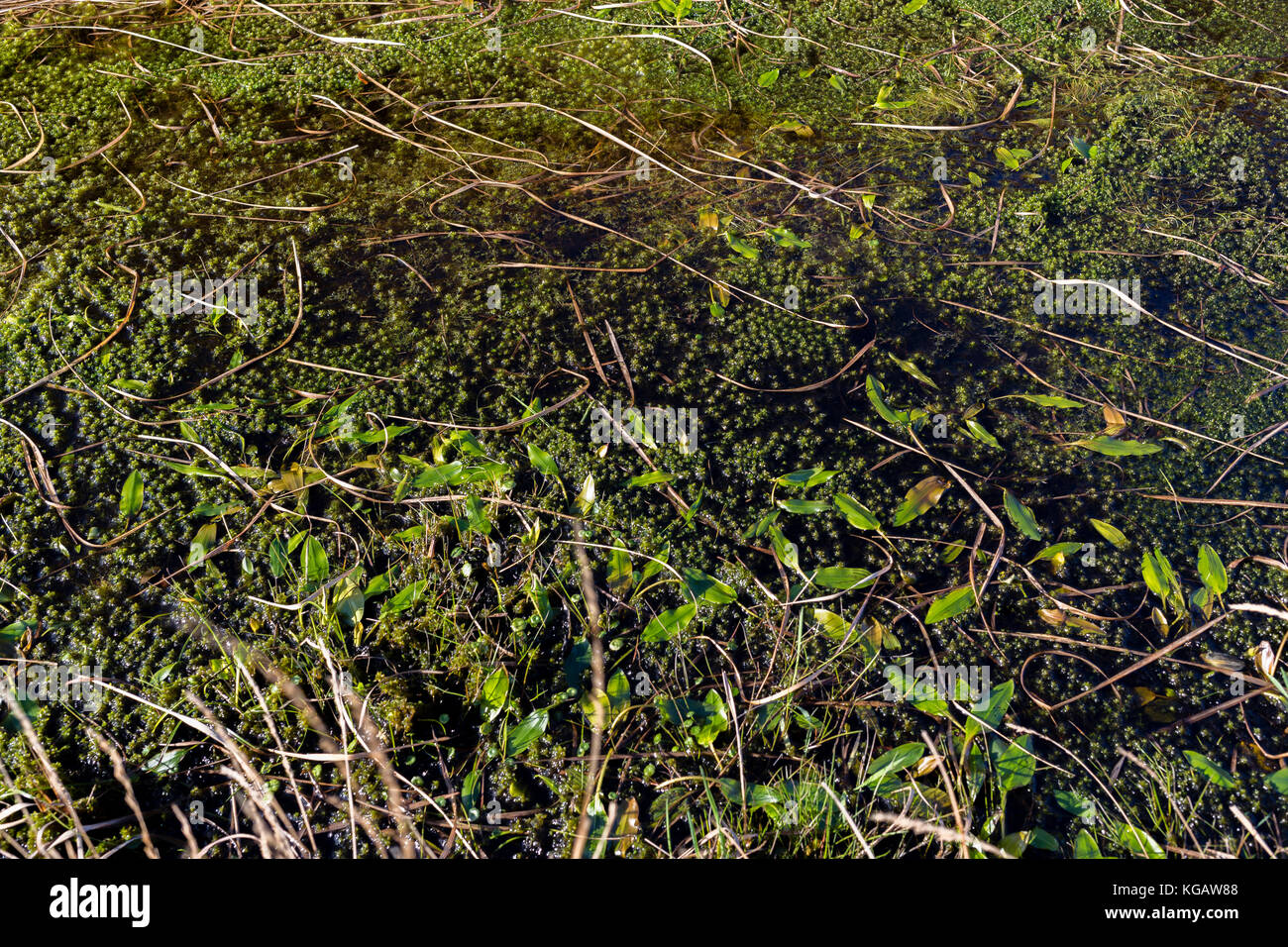Leaves and freshwater green algae Chlorophyta on a stream in Ireland ...