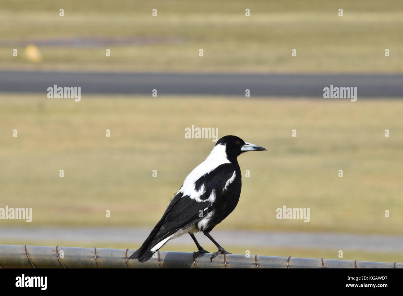 An Australian magpie looking out over an airport runway Stock Photo - Alamy