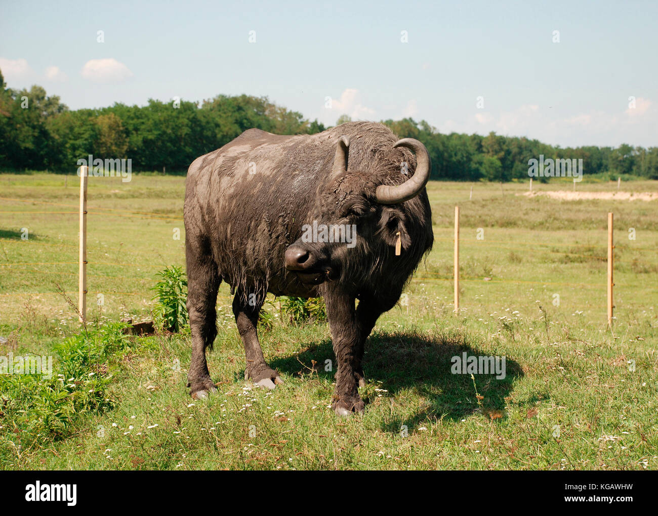 A water buffalo at a buffalo reserve in Hungary Stock Photo - Alamy