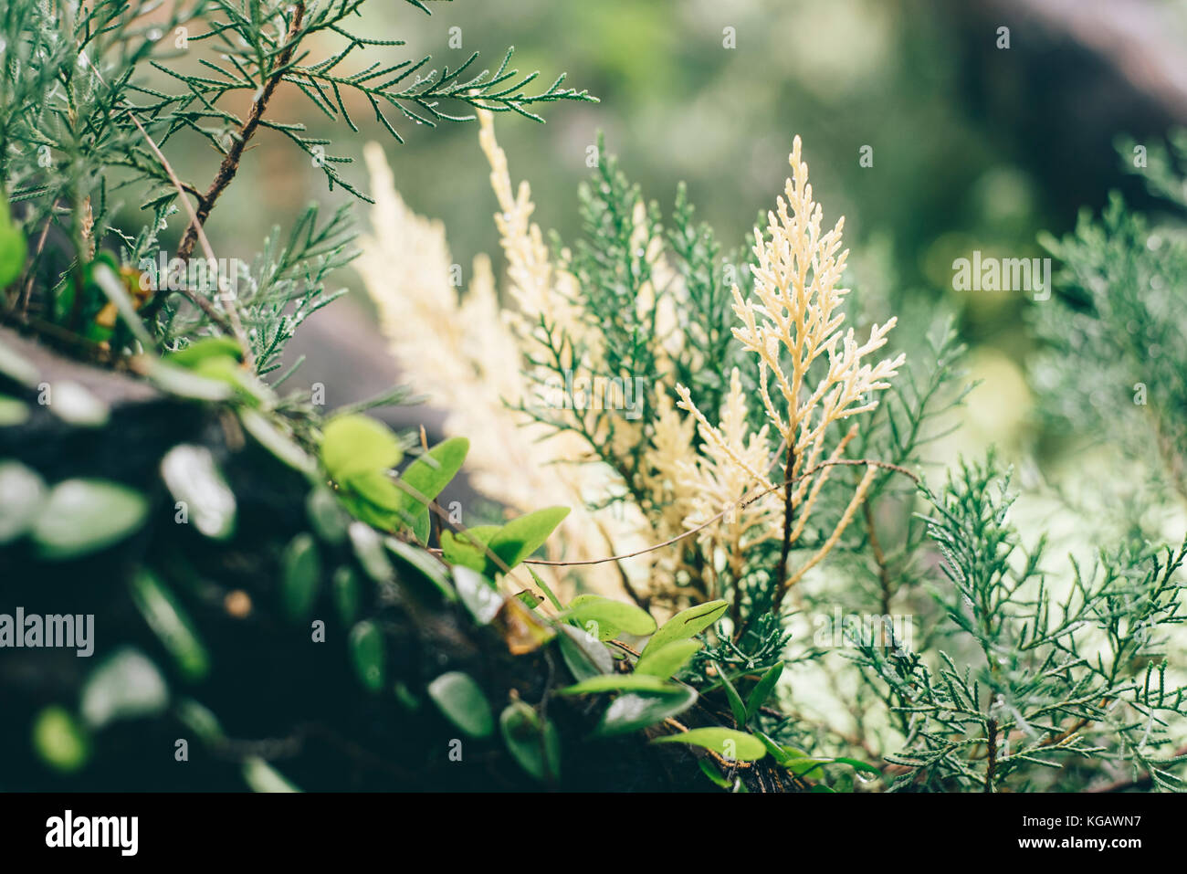 beatiful plant trees Baldcypress Taxodium distichum.A deciduous conifer ...