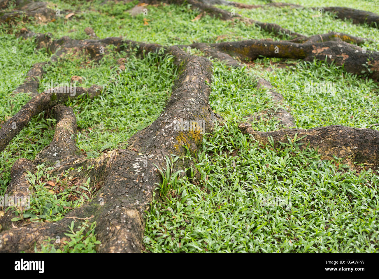 big tree roots Stock Photo - Alamy