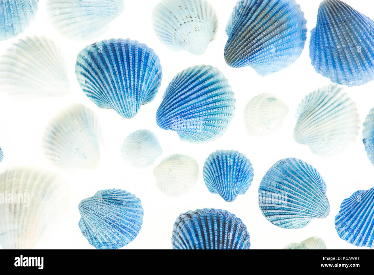 Variety of blue and white shell in different sizes seen from above ...