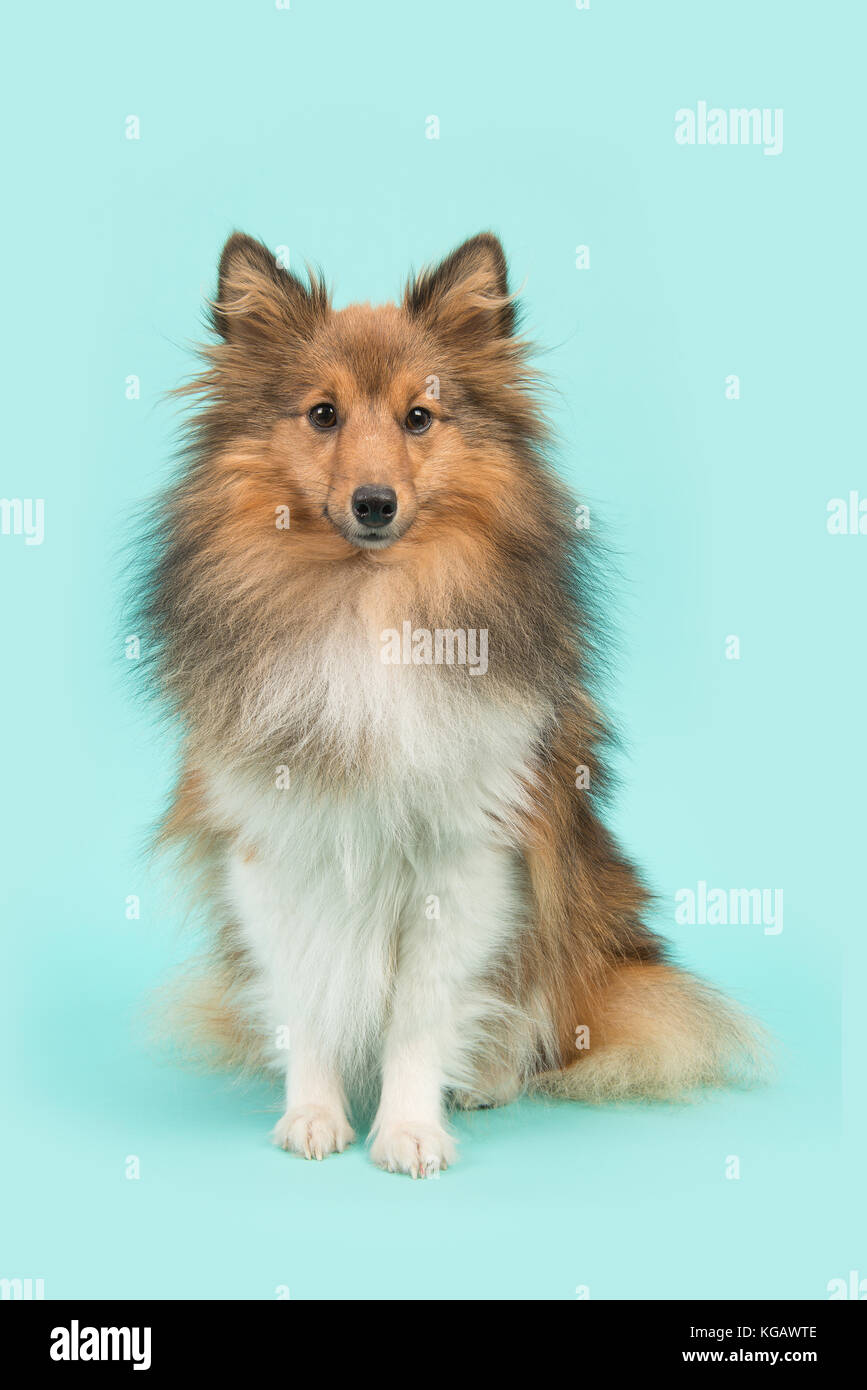 Pretty sitting shetland sheepdog or sheltie looking at the camera on a ...