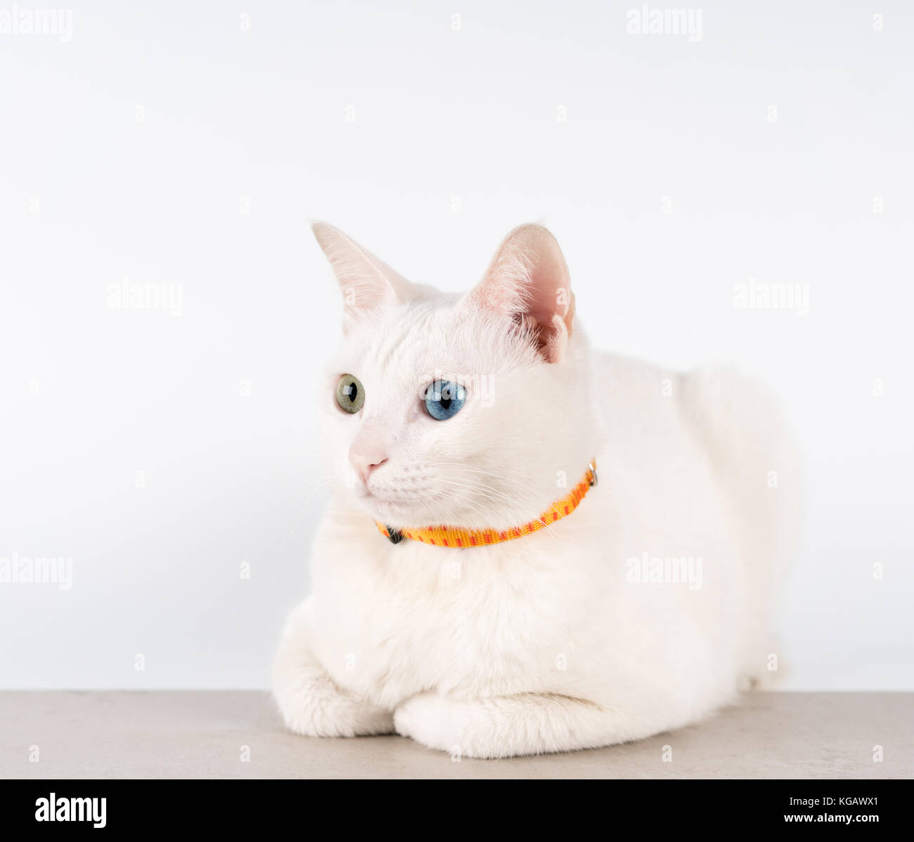 Heterochromia kitten hi-res stock photography and images - Alamy