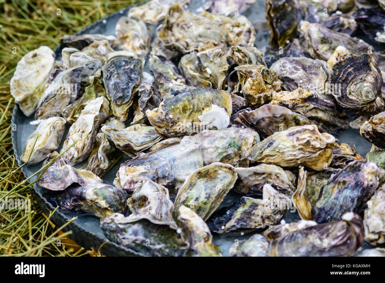 Pacific oysters in close up hi-res stock photography and images - Alamy