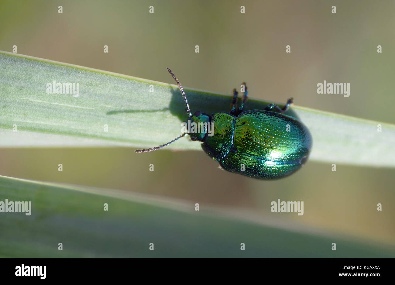 Mint beetle hi-res stock photography and images - Alamy