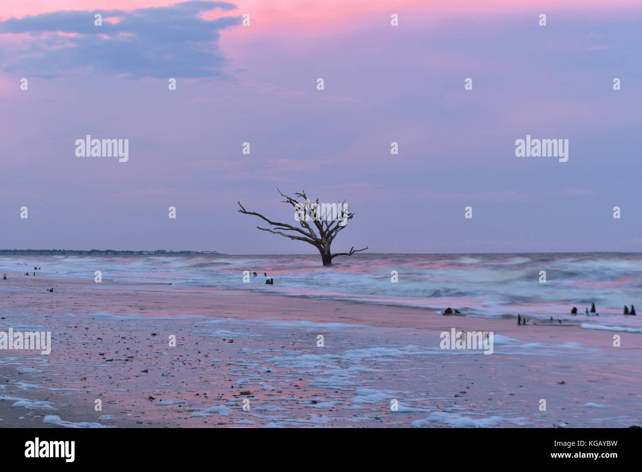The Last standing tree Stock Photo - Alamy