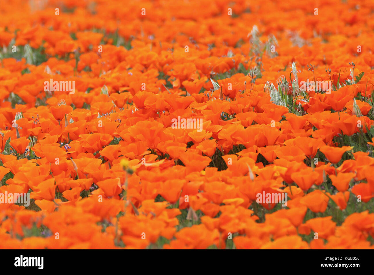 Close Up Field of Bright Orange Poppies Stock Photo - Alamy