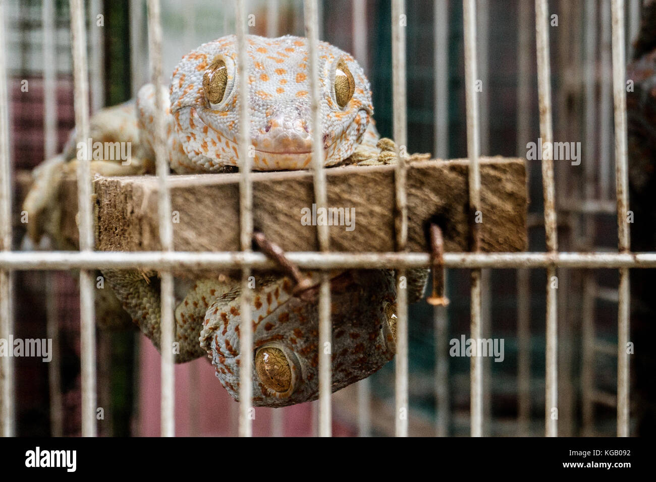 Exotic Bird Market - Lizards Stock Photo - Alamy
