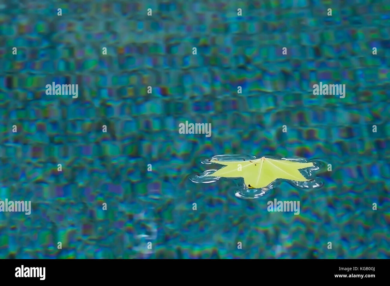 Single Maple Leaf Floats on Surface of Pool Stock Photo - Alamy