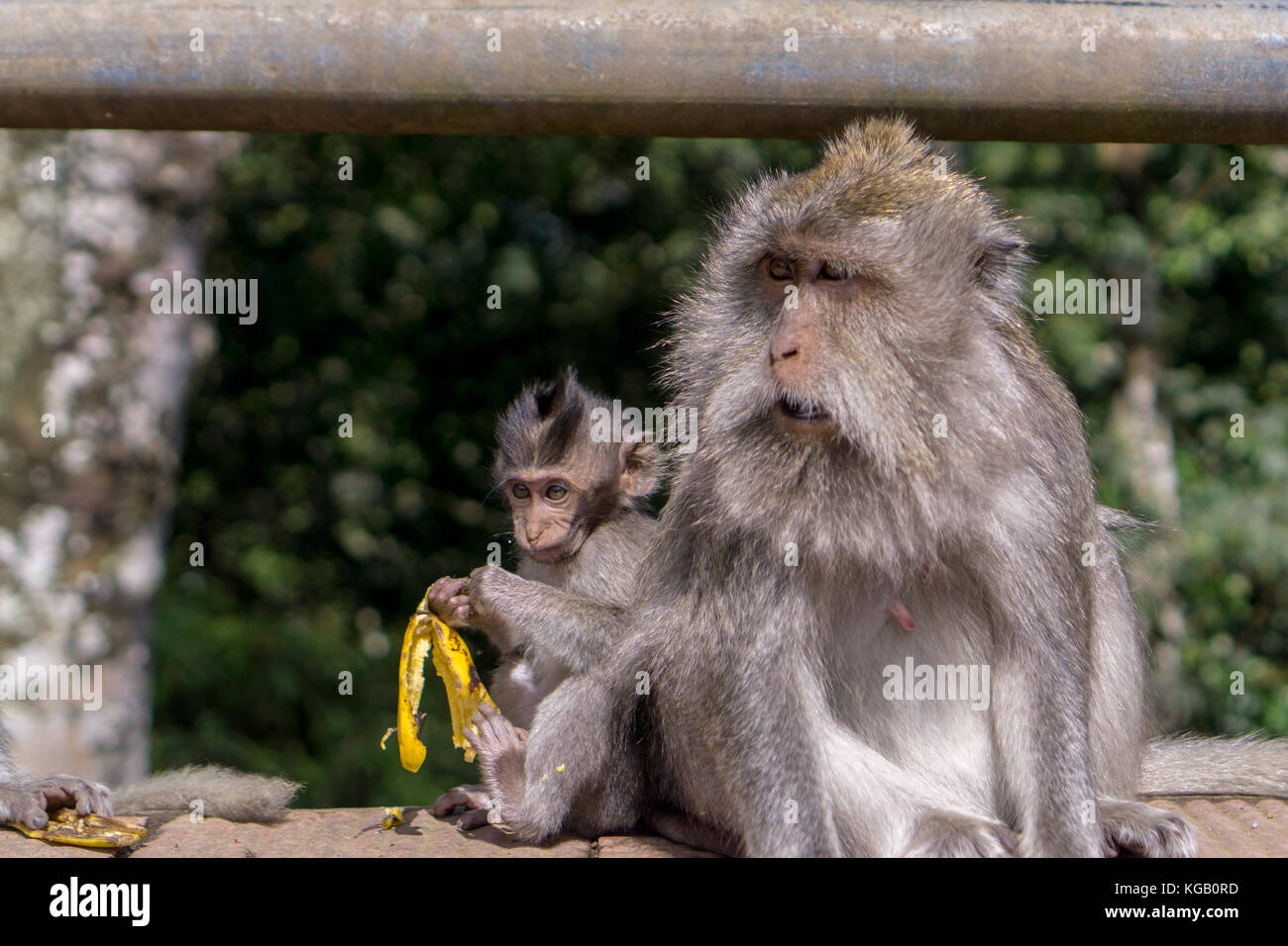 Munduk - Monkeys Stock Photo - Alamy