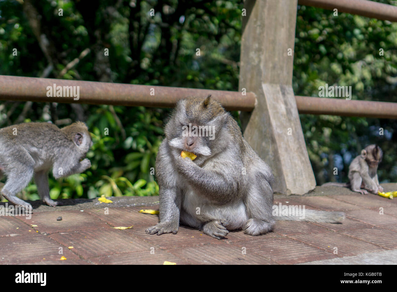 Munduk - Monkeys Stock Photo - Alamy