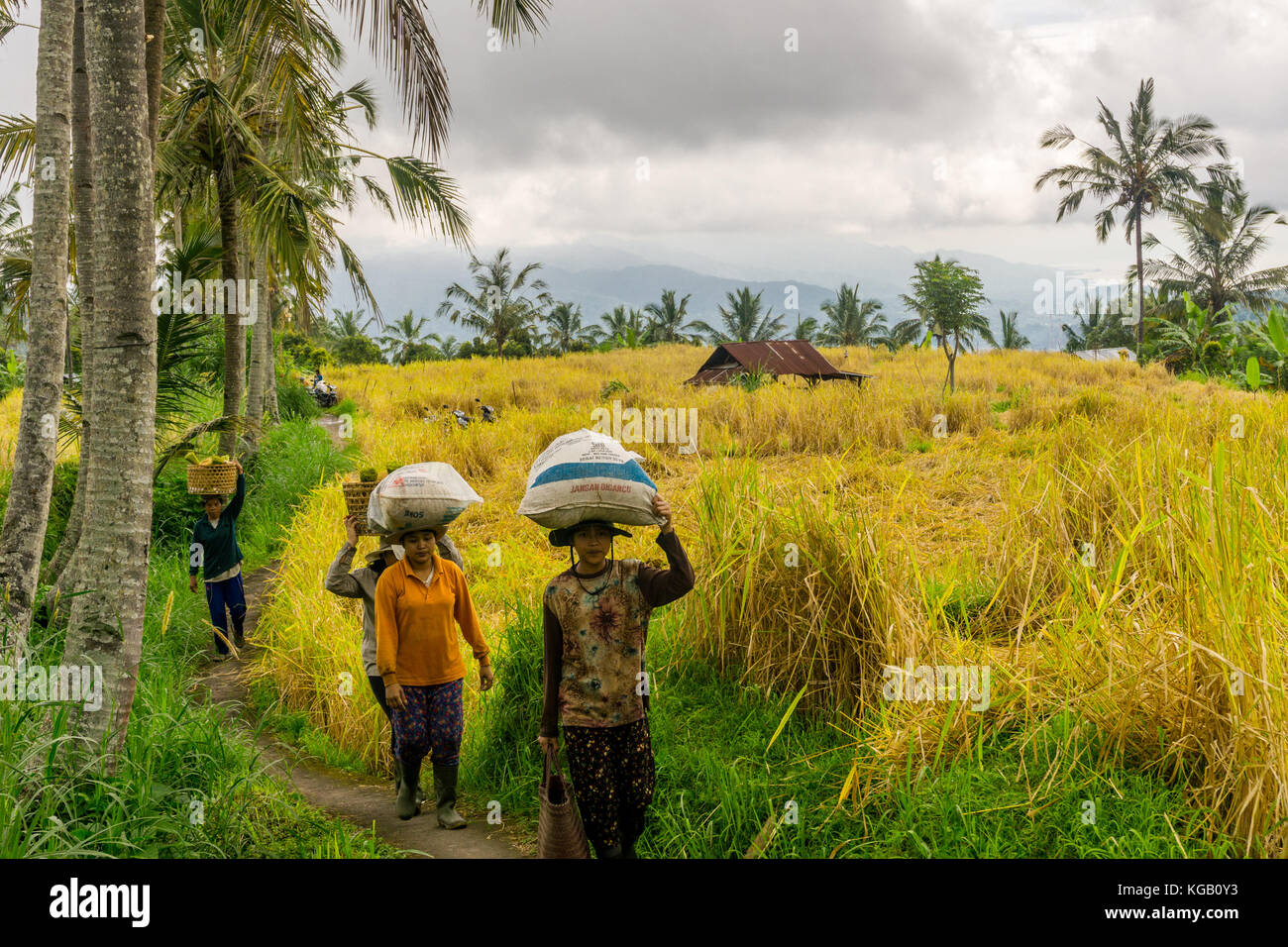 Munduk - rice fields Stock Photo - Alamy