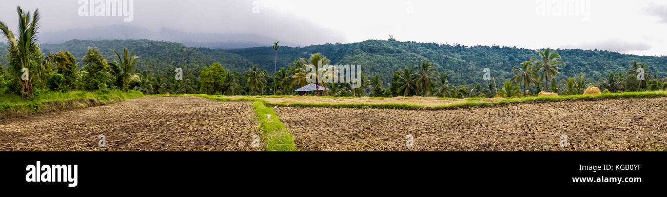 Munduk - rice fields Stock Photo - Alamy