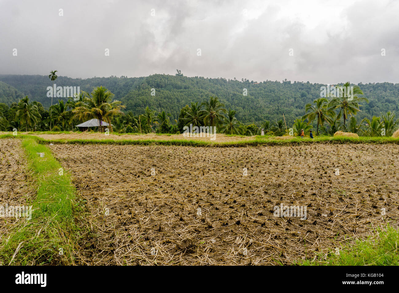 Munduk - rice fields Stock Photo - Alamy