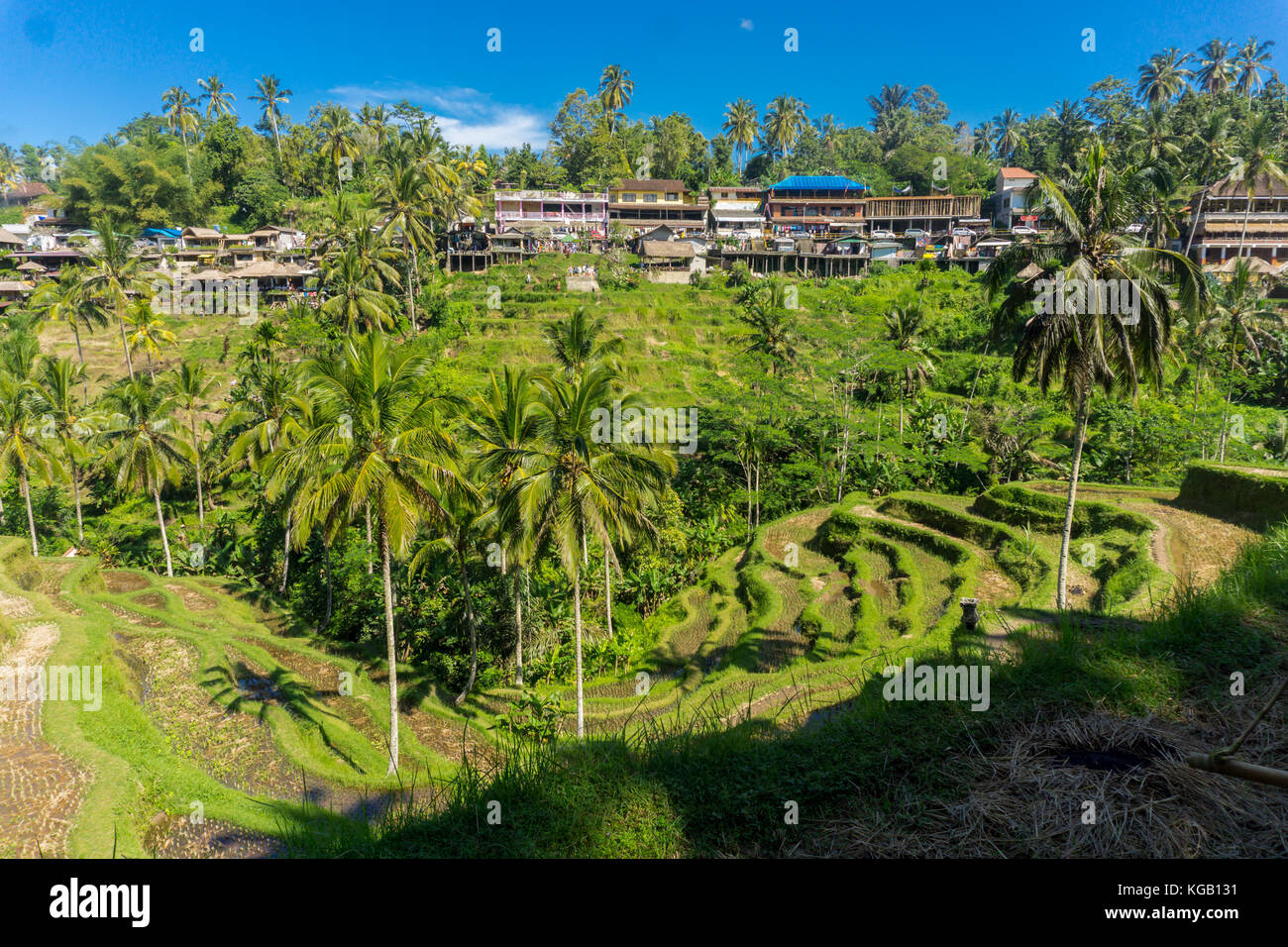 Tegalalang Rice Terraces Stock Photo - Alamy