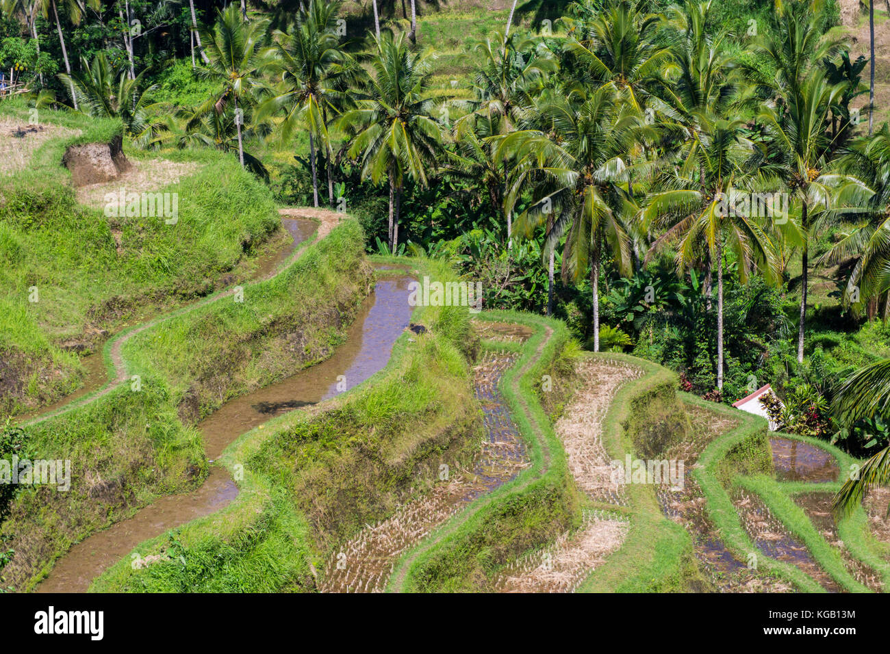 Tegalalang Rice Terraces Stock Photo - Alamy