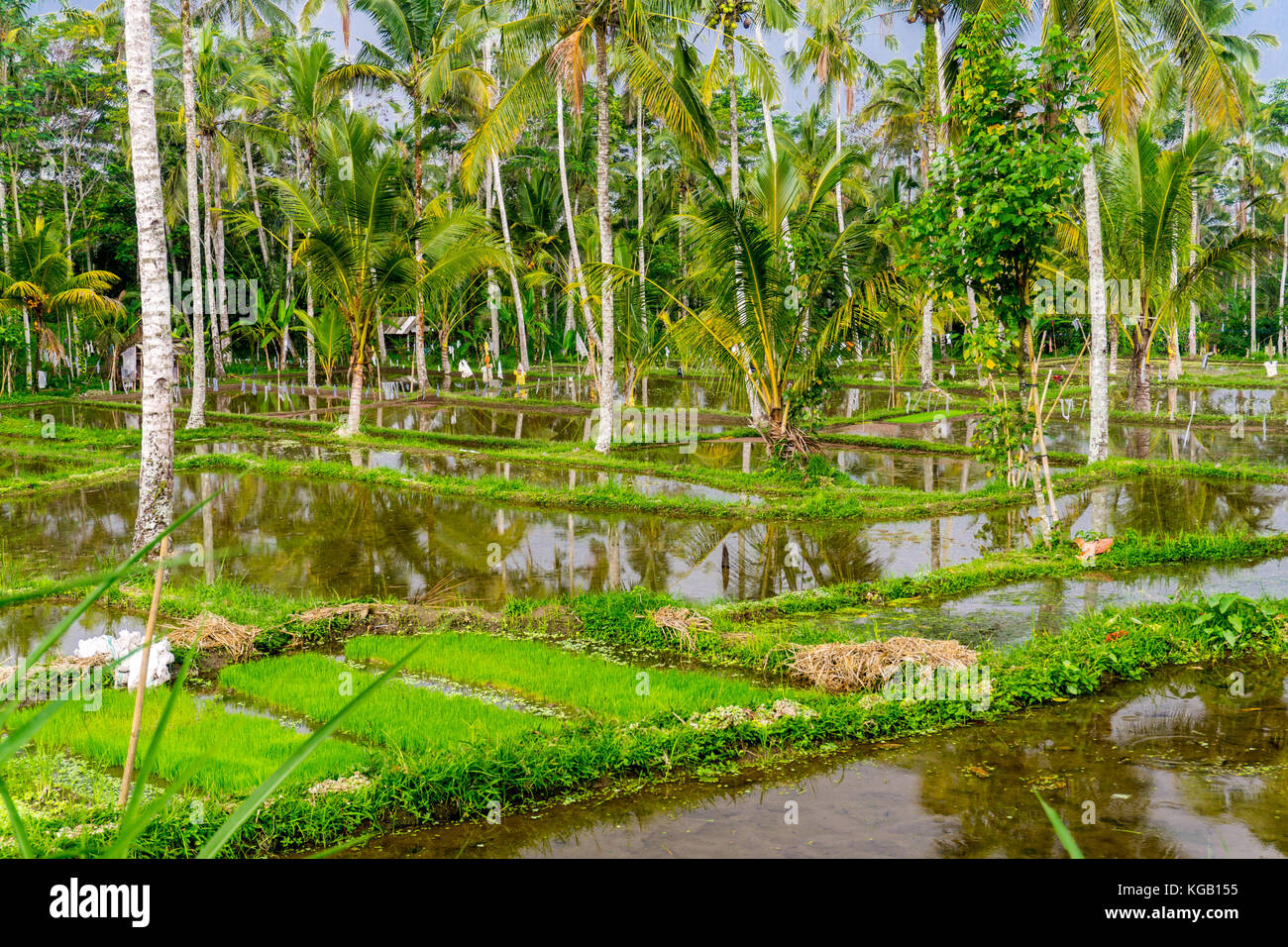Tegalalang Rice Terraces Stock Photo - Alamy