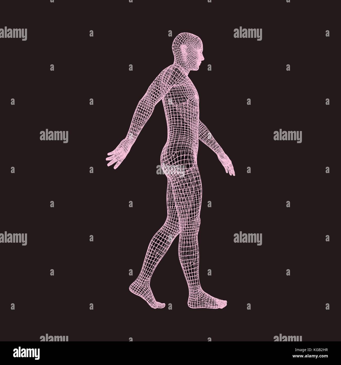Walking Man. 3D Human Body Model. Geometric Design. Human Body Wire ...