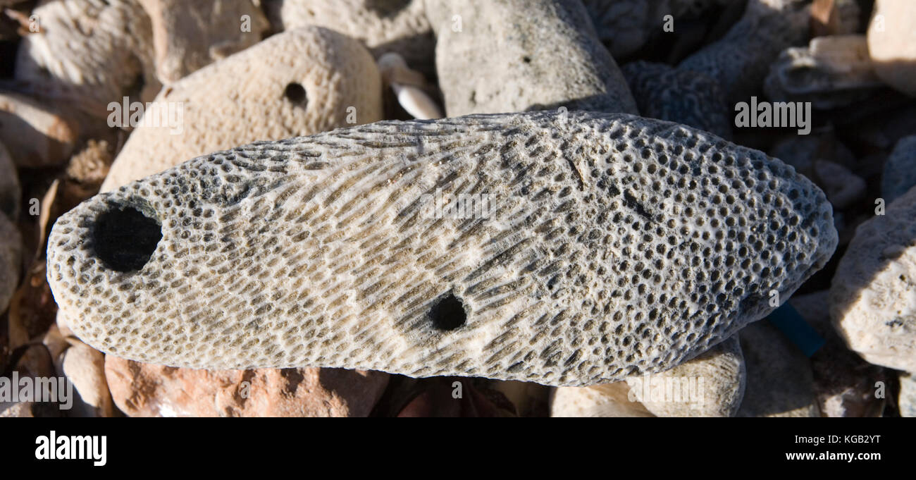 Cracked sea shells hi-res stock photography and images - Alamy