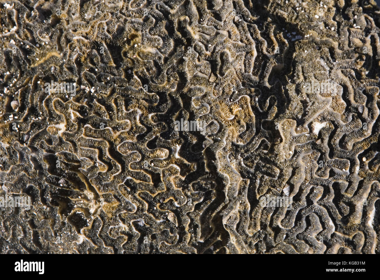 Cracked sea shells hi-res stock photography and images - Alamy