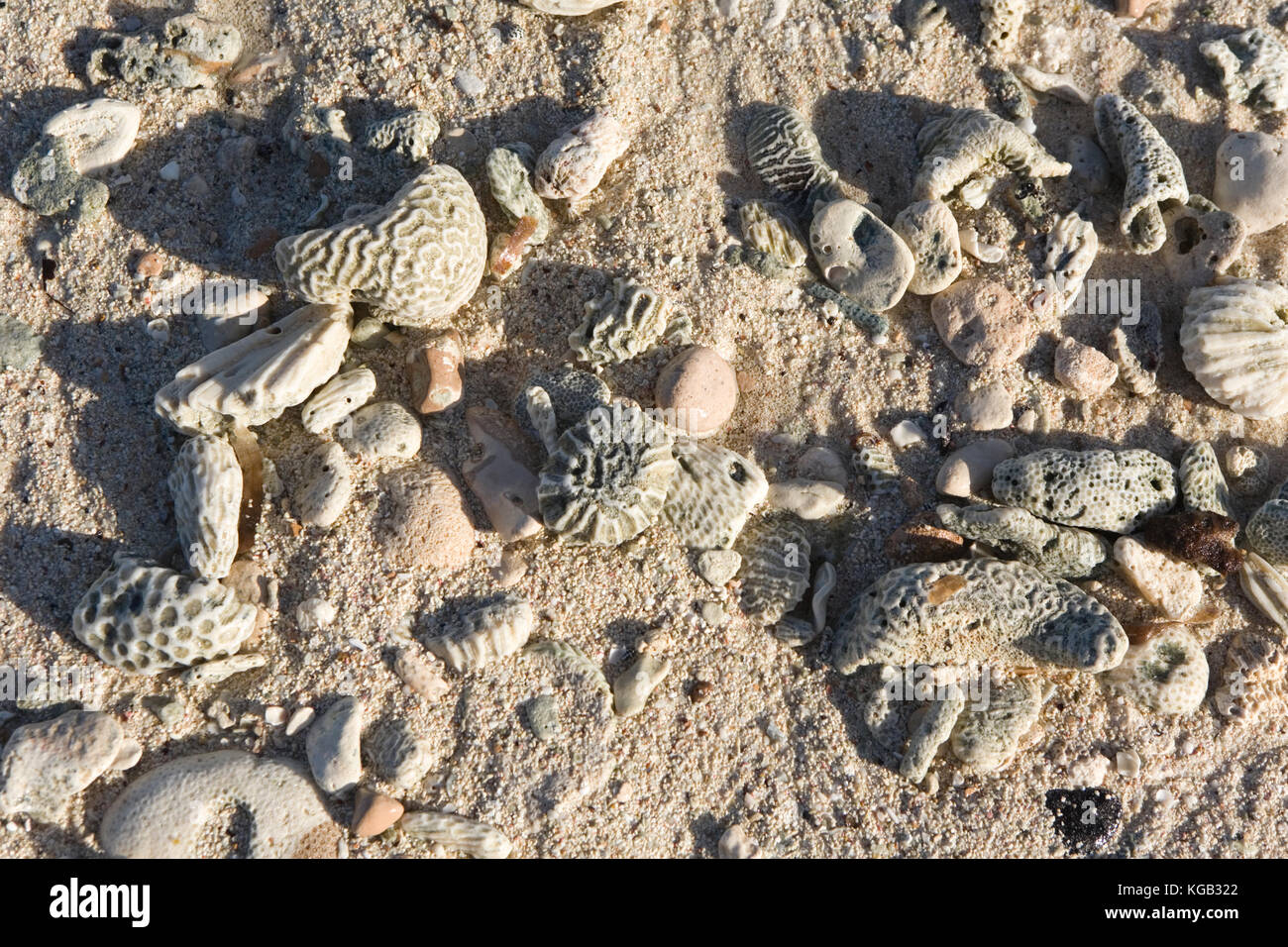 Cracked sea shells hi-res stock photography and images - Alamy