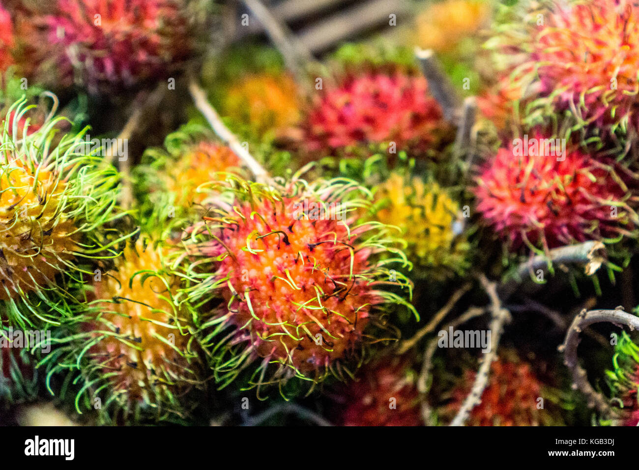 Rambutans malaysia hi-res stock photography and images - Alamy