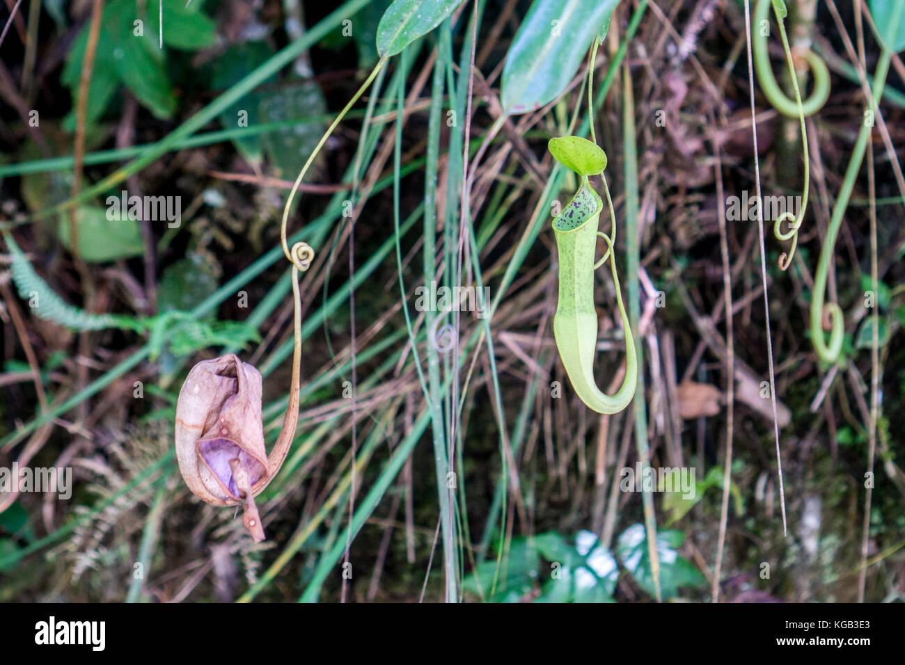 Pitcher plant trail hi-res stock photography and images - Alamy