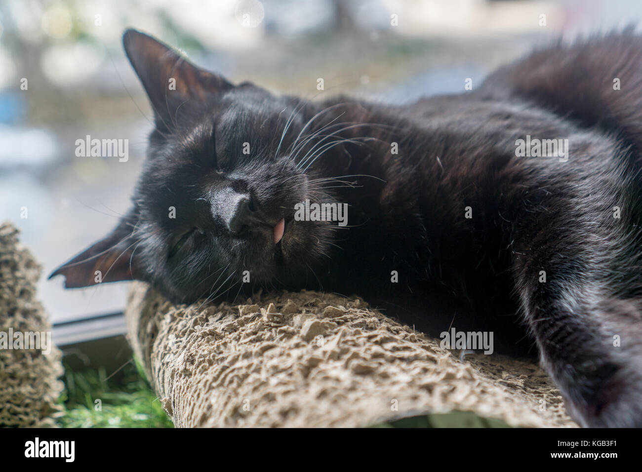Multiple cats hi-res stock photography and images - Alamy