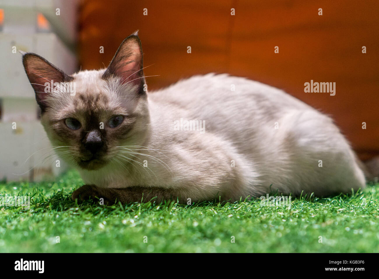 Goofy cat hi-res stock photography and images - Alamy
