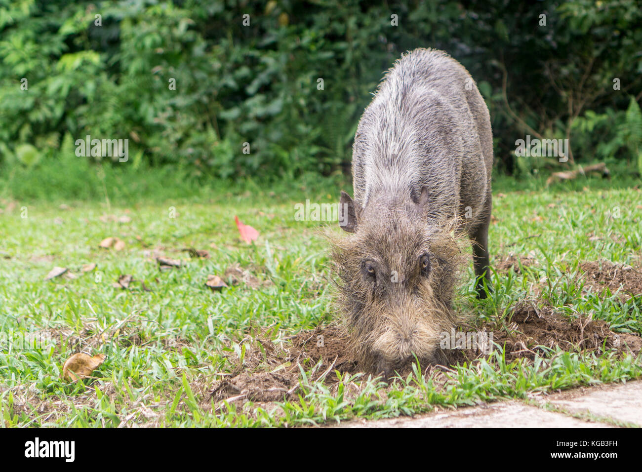 Bako National Park - Bearded Pig/Hog Stock Photo - Alamy