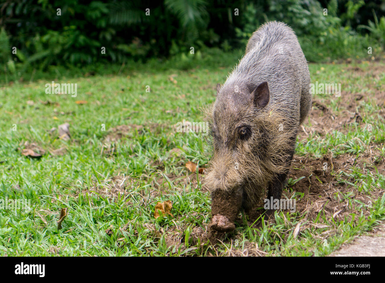 Bako National Park - Bearded Pig/Hog Stock Photo - Alamy