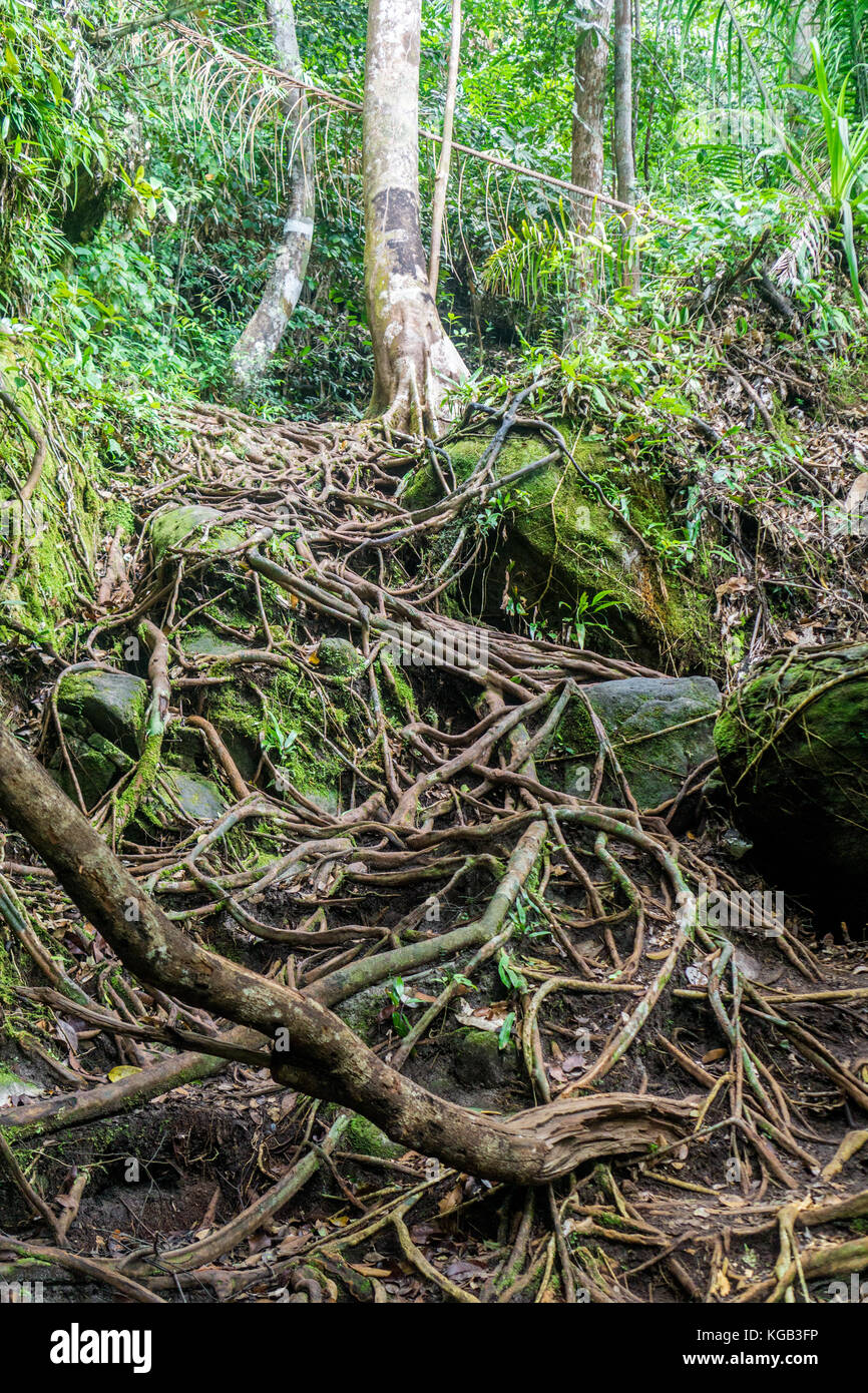 Bako National Park - Trees with very long and windy roots Stock Photo ...