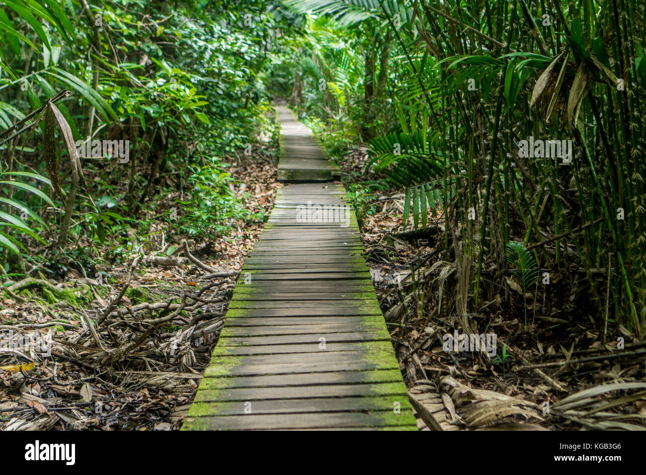 Bako National Park - Catwalk in Jungle Stock Photo - Alamy