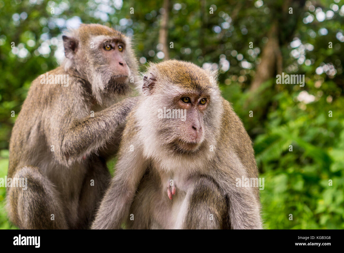Bako National Park - Monkeys Grooming Stock Photo - Alamy