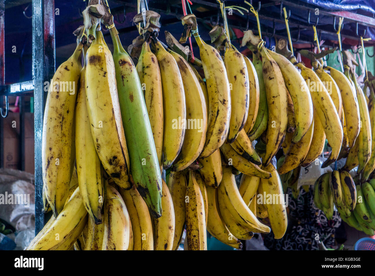 Large bananas in Borneo Stock Photo - Alamy