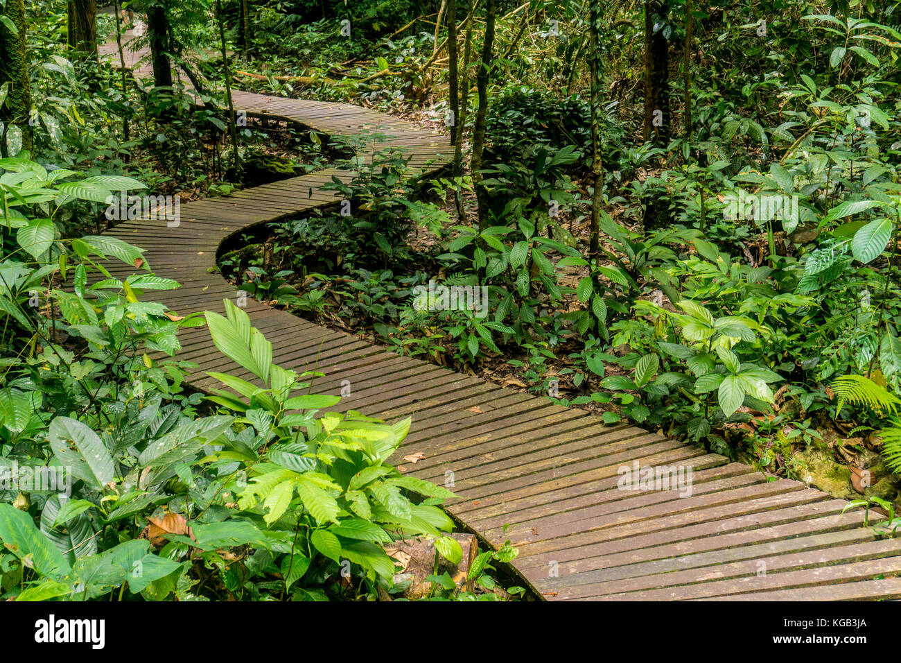 Mulu National Park - Catwalk Stock Photo - Alamy